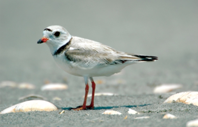 Trustees Release Final Restoration Plan for Piping Plovers Injured by ...