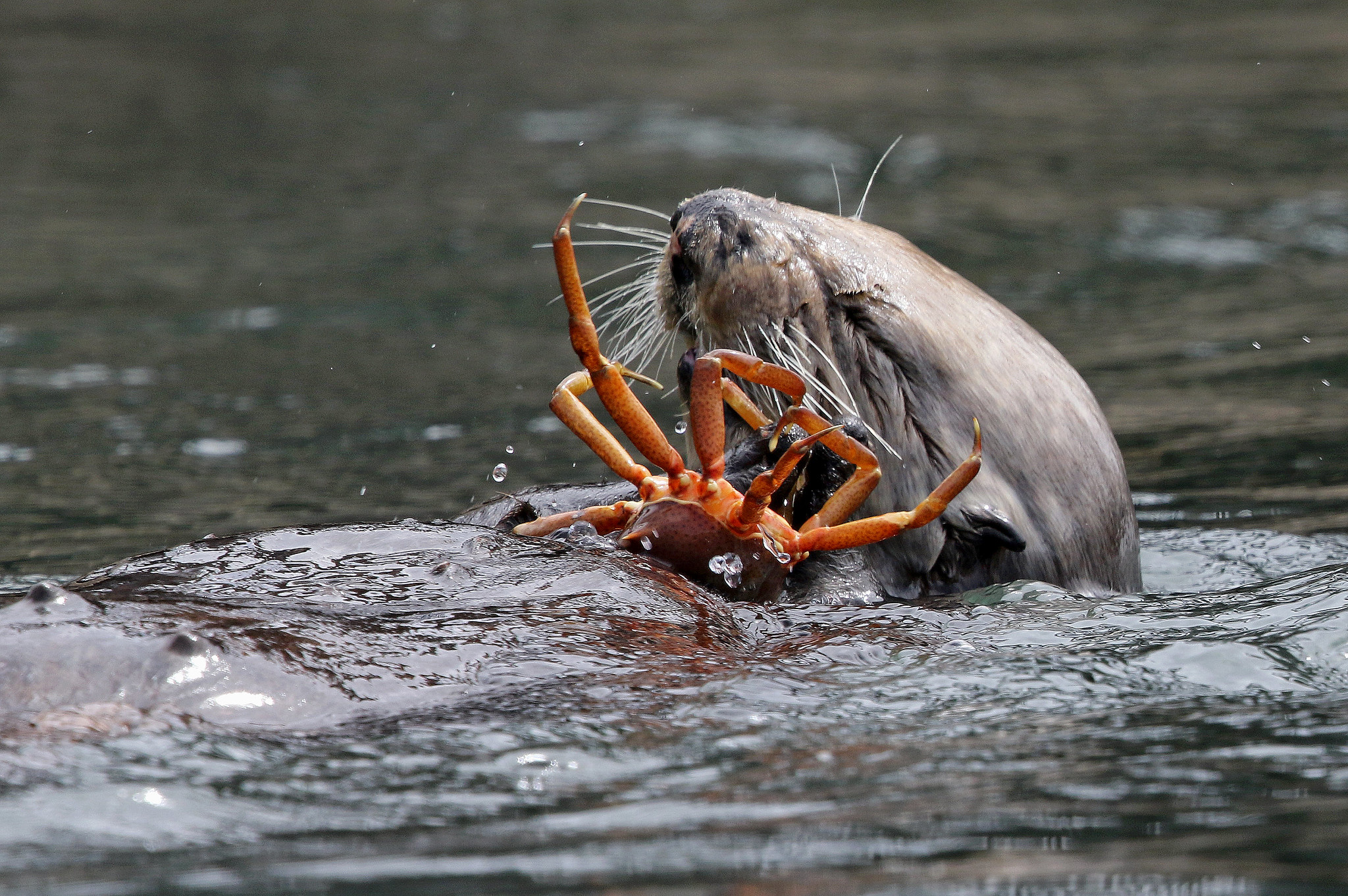 12 Facts About Otters for Sea Otter Awareness Week | U.S. Department of ...