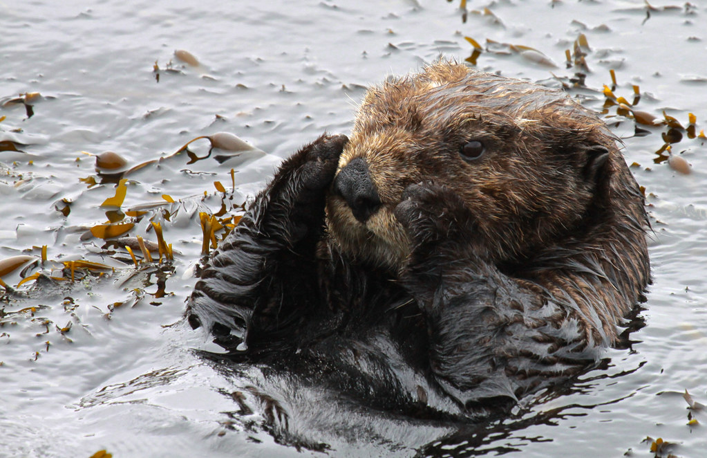 12 Facts About Otters for Sea Otter Awareness Week | U.S. Department of ...