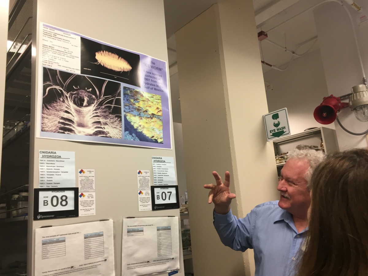 BOEM Scientists Play Key Role in Discovering New Species | U.S ...
