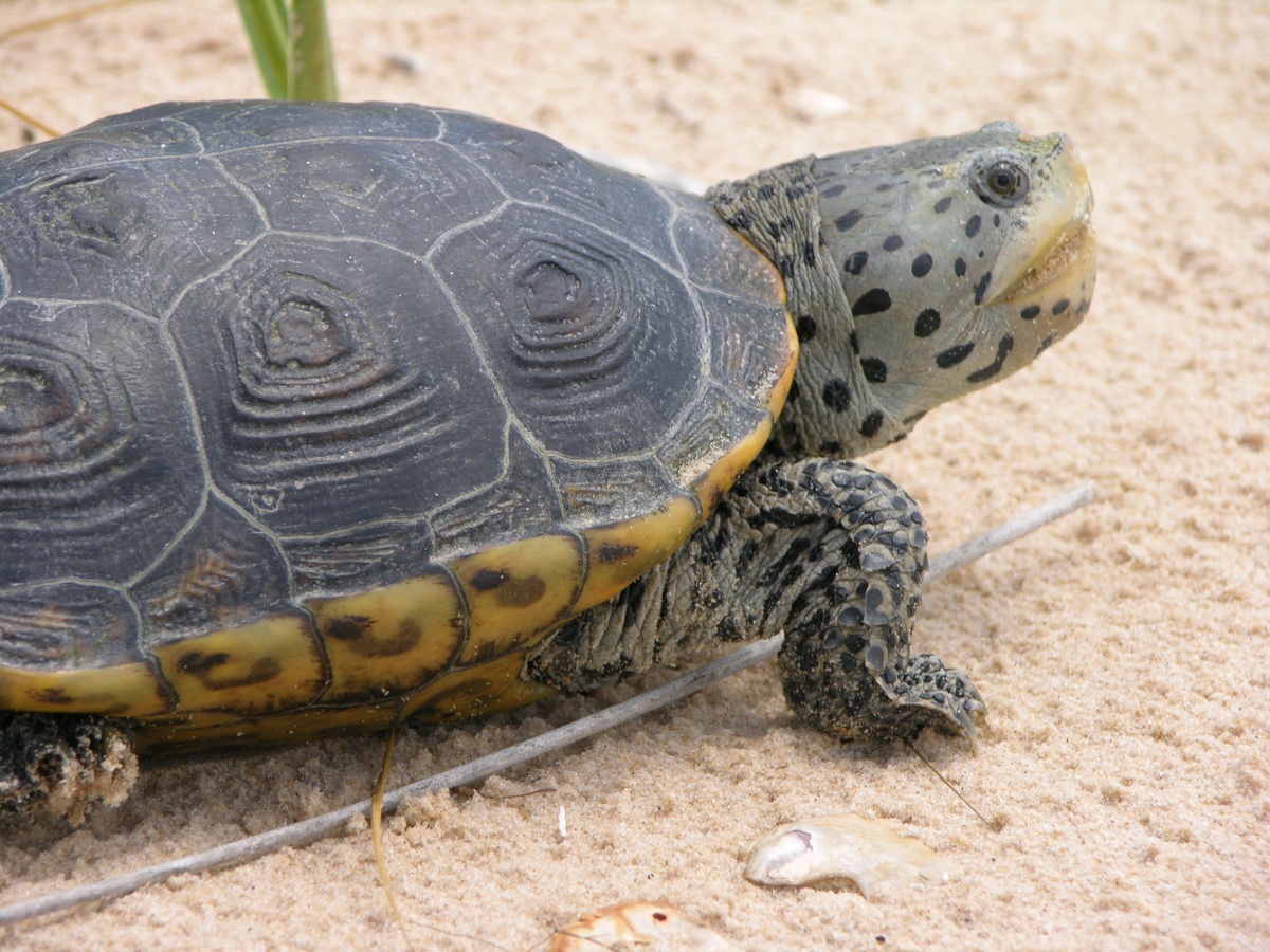 13 Turtle-ly Awesome Photos for World Turtle Day | U.S. Department of ...