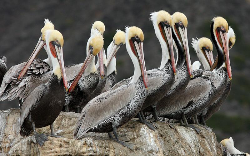 8 years of amazing #WildlifeWin stories | U.S. Department of the Interior