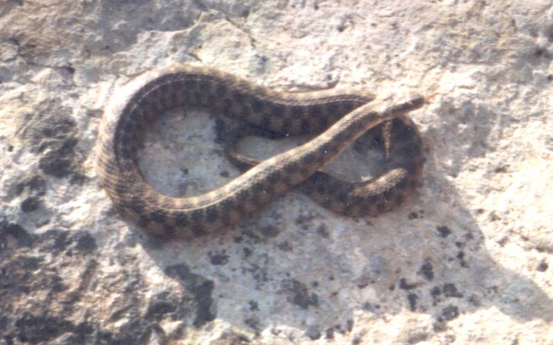 8 years of amazing #WildlifeWin stories | U.S. Department of the Interior