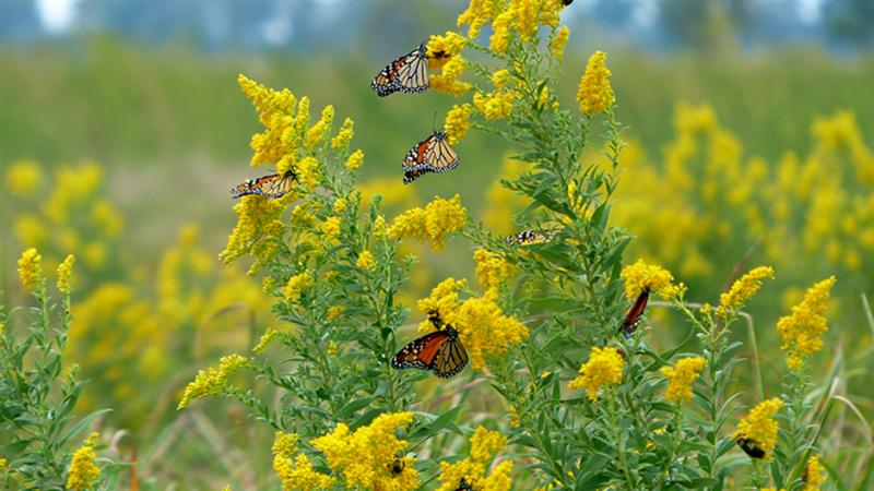 International Relations Division | U.S. Department of the Interior