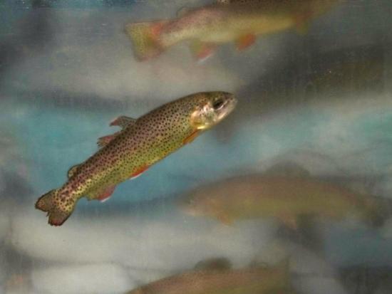 Apache Trout Removed From Endangered List After Conservation | Mirage News