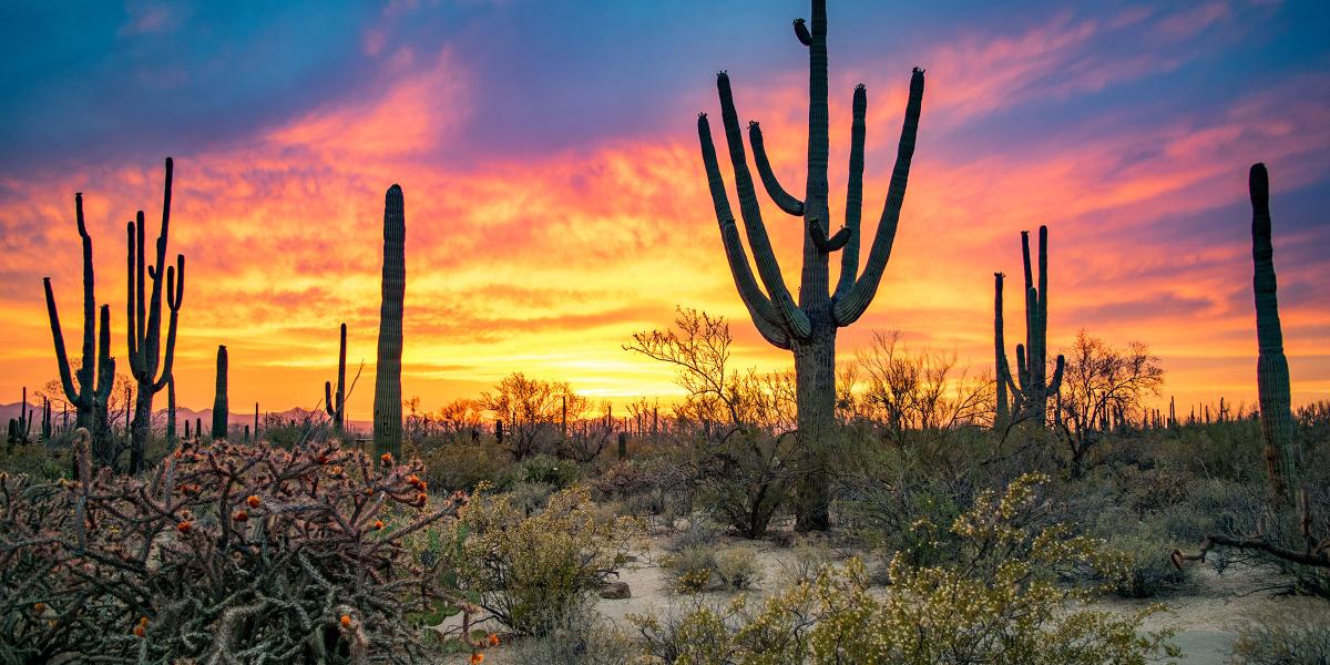 Protecting and Restoring the Sonoran Desert Ecosystem in Saguaro ...