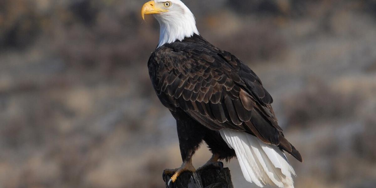 Celebrating 50 Years of Success in Wildlife Conservation | U.S ...