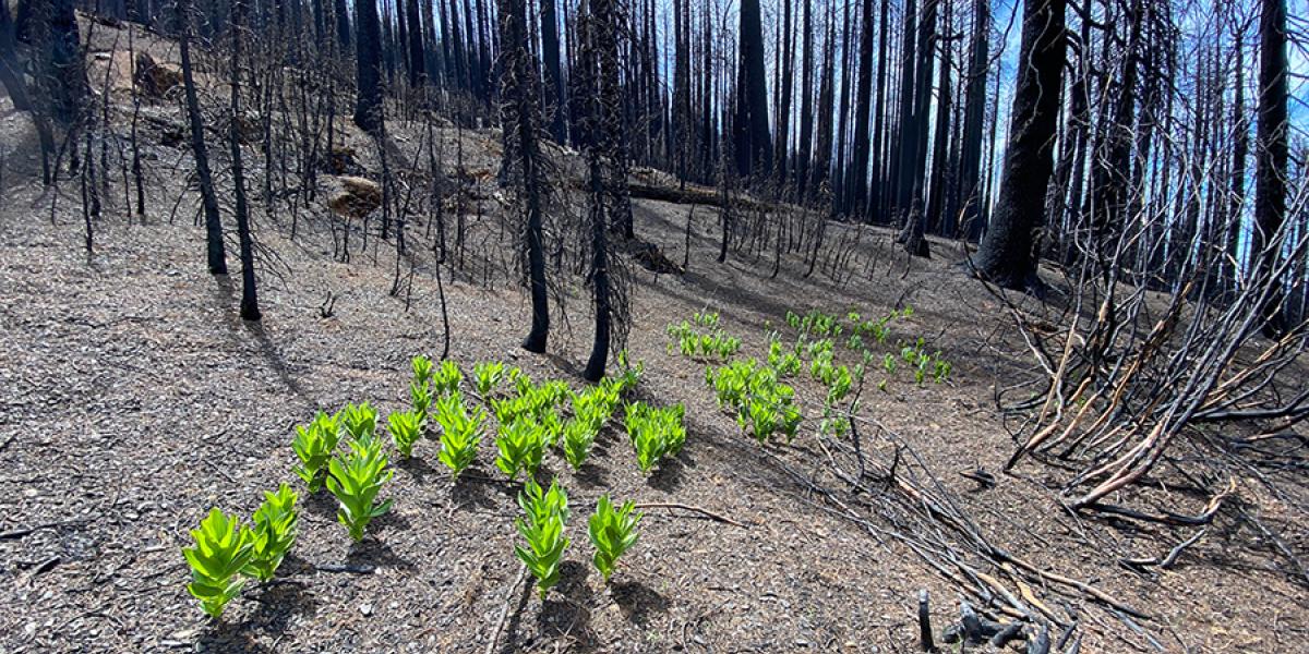 A Research Project Aims to Improve Forest Resiliency to Future ...