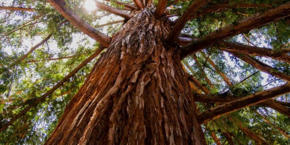 Helping to Restore Giant Sequoias after Significant Wildfires | U.S ...
