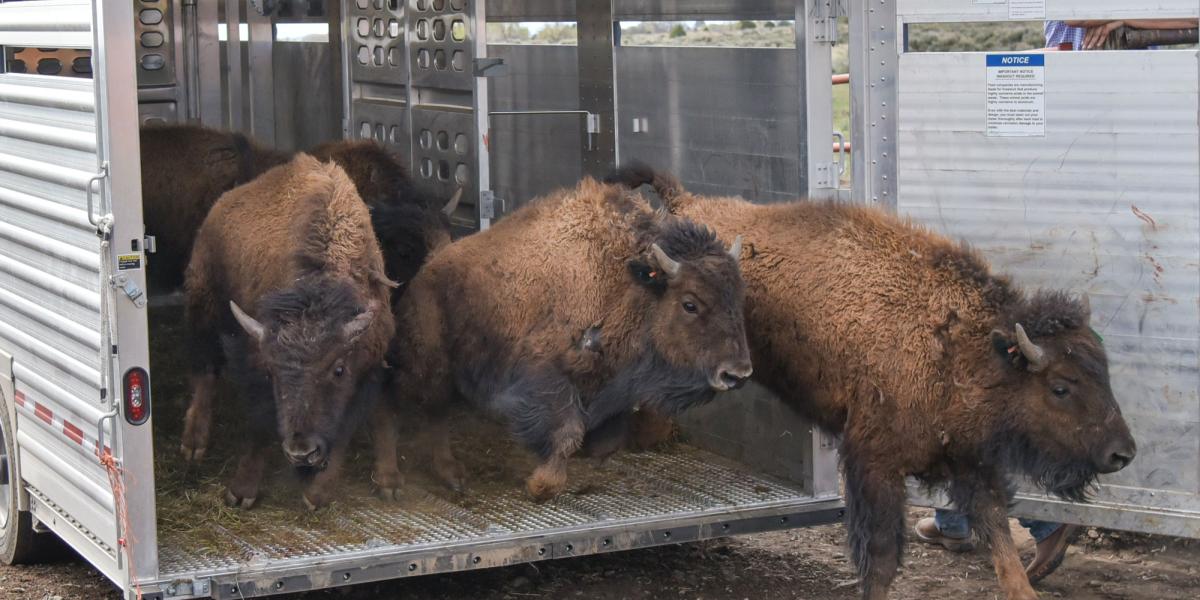 Assistant Secretary Newland Highlights Bison and Grasslands Restoration ...