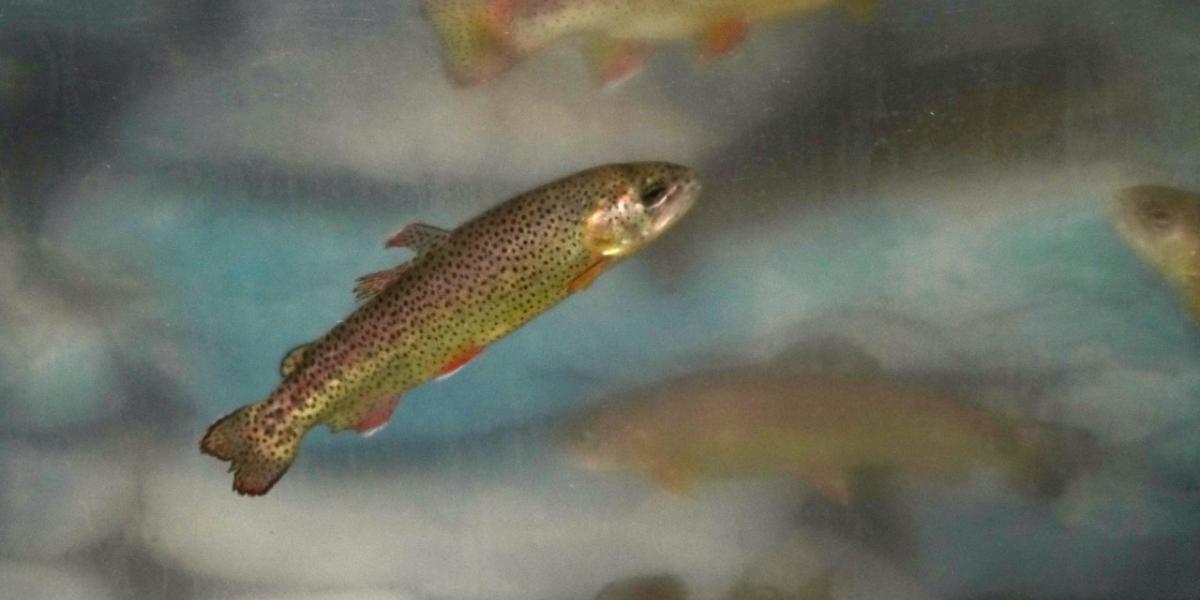 Secretary Haaland Announces Removal of Apache Trout, Arizona’s State ...