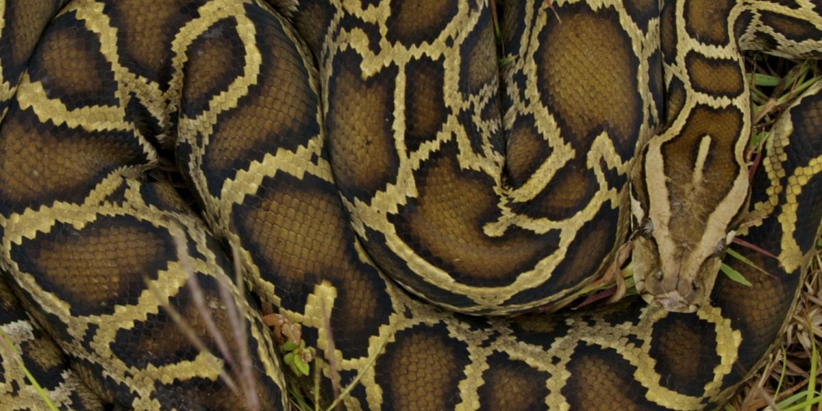 National Invasive Species Council | U.S. Department of the Interior