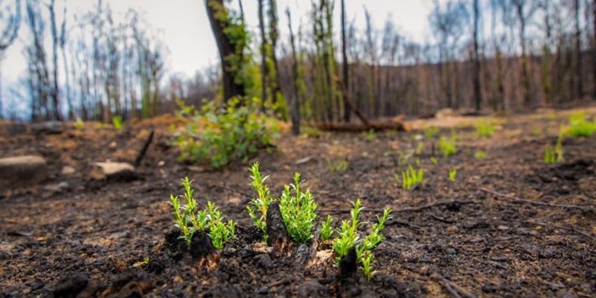 Recovery | U.S. Department of the Interior
