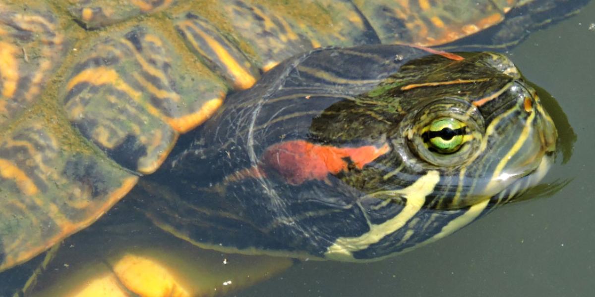 National Invasive Species Council | U.S. Department of the Interior