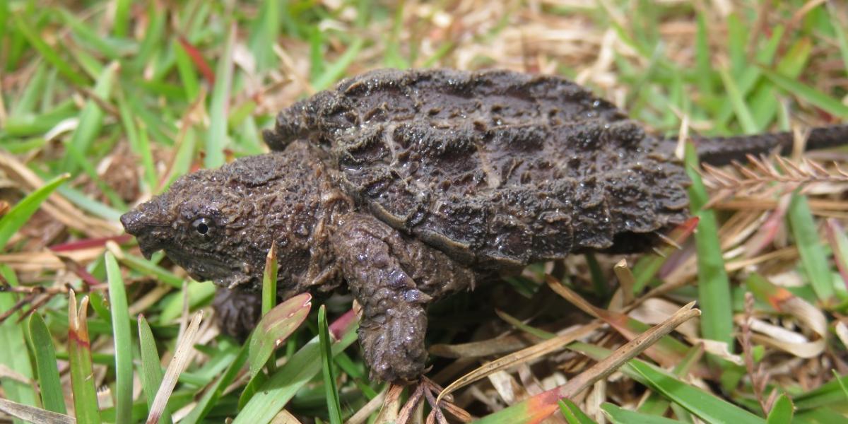 Biden-Harris Administration Announces Critical Progress as CITES CoP19 ...