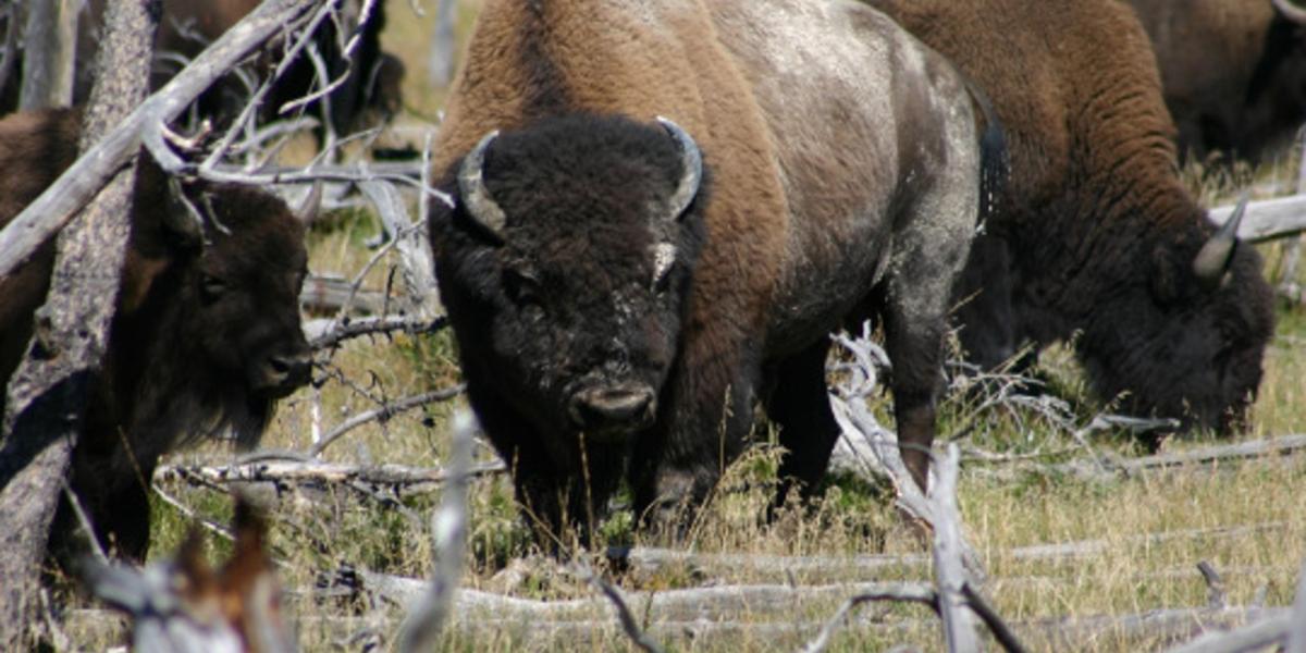 Interior Department Announces Significant Action to Restore Bison ...