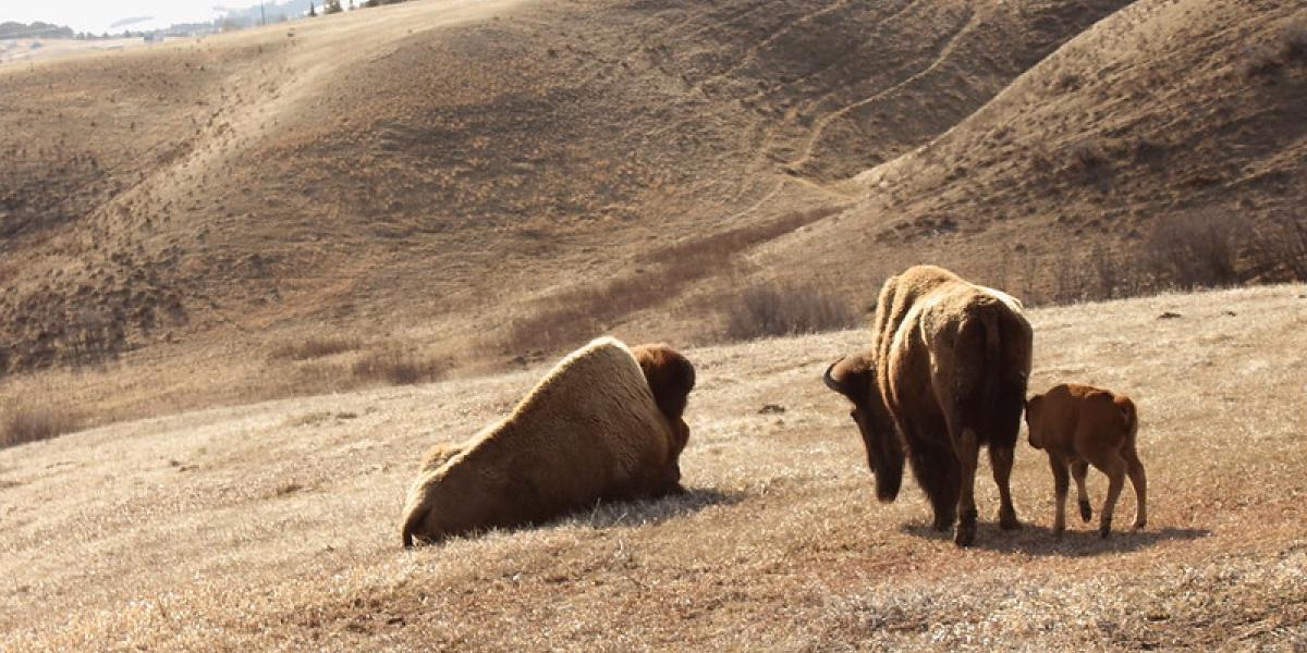 15 Facts About Our National Mammal: The American Bison | U.S ...