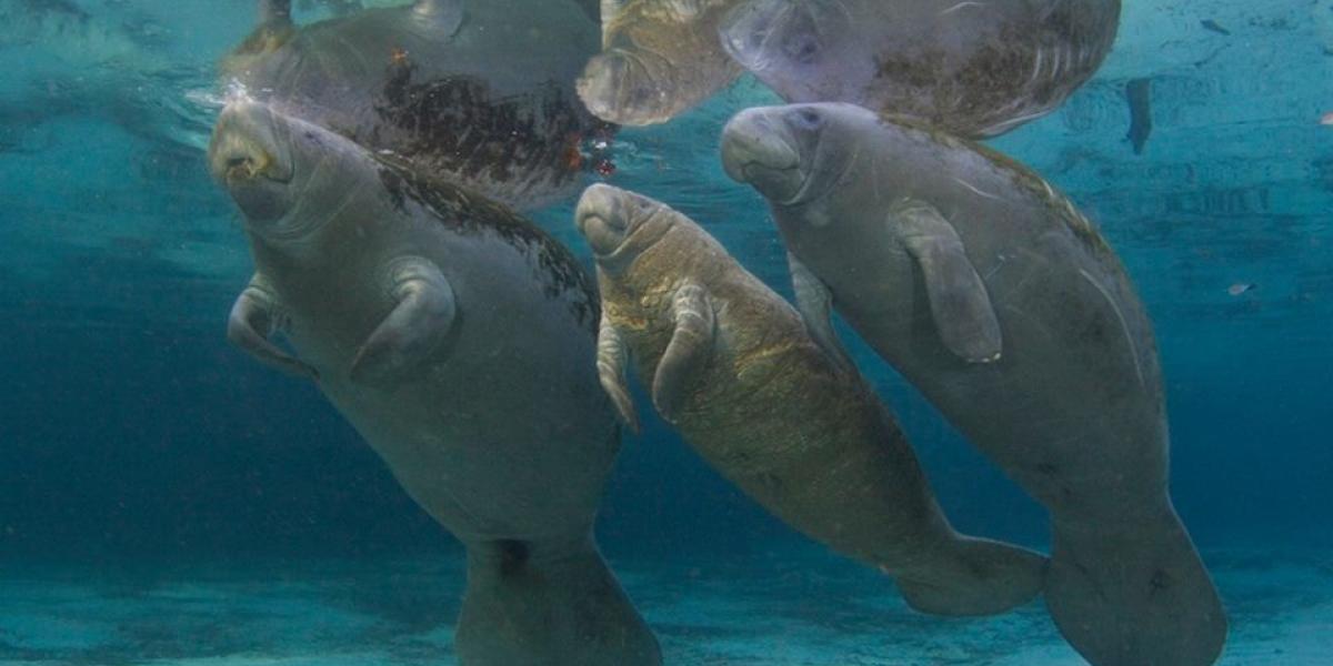 Manatee Reclassified from Endangered to Threatened as Habitat Improves ...