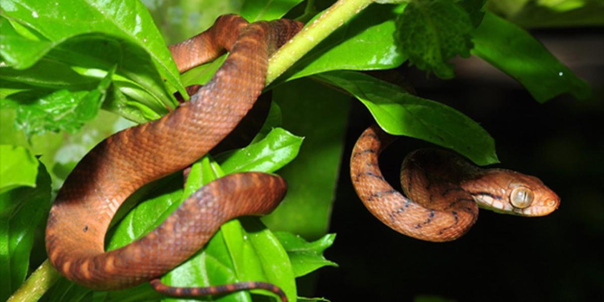 Interior Announces $3.4 Million for Brown Tree Snake Control on Guam ...