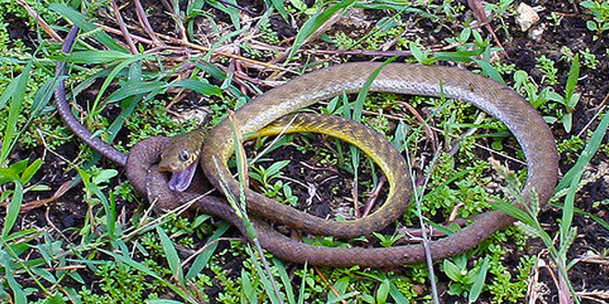 Interior Provides $4 Million to Help U.S. Island Territories Eradicate ...