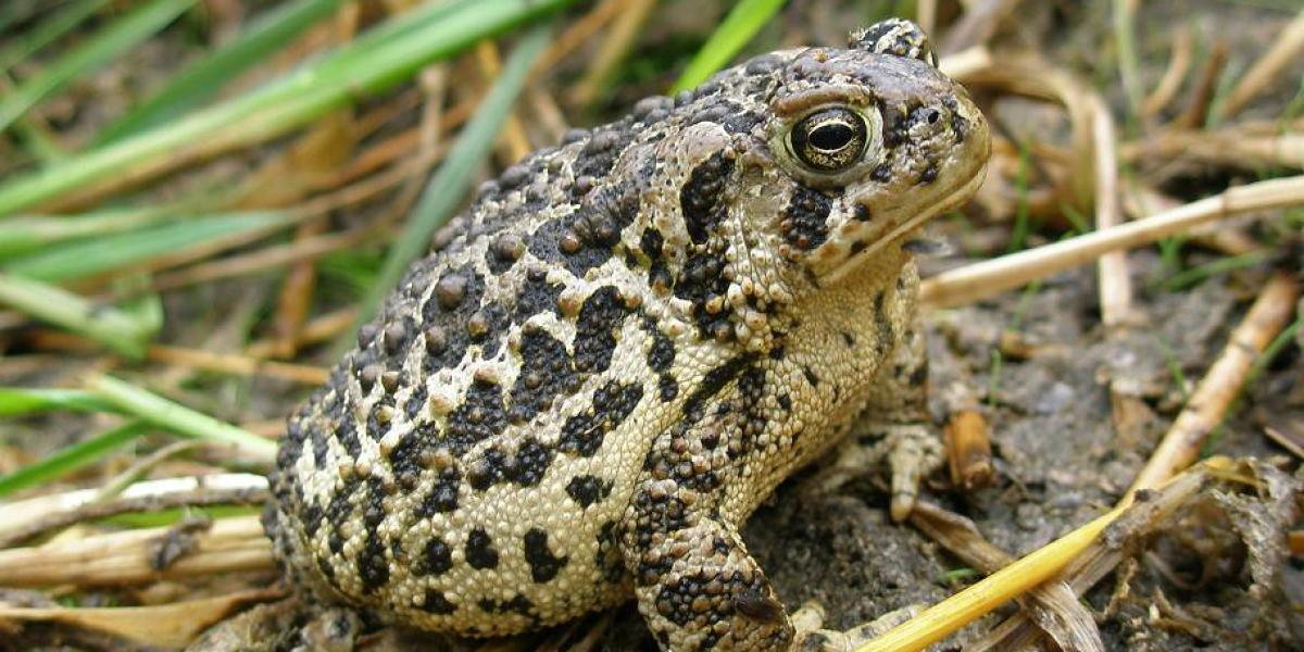 Meet the Wyoming Toad | U.S. Department of the Interior