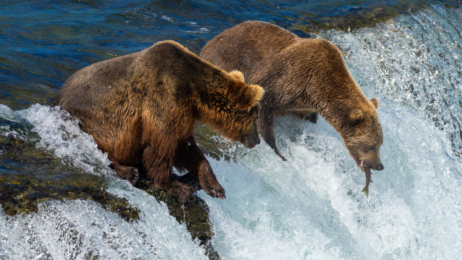 Everything You Want to Know About Katmai National Park’s Fat Bears | U ...