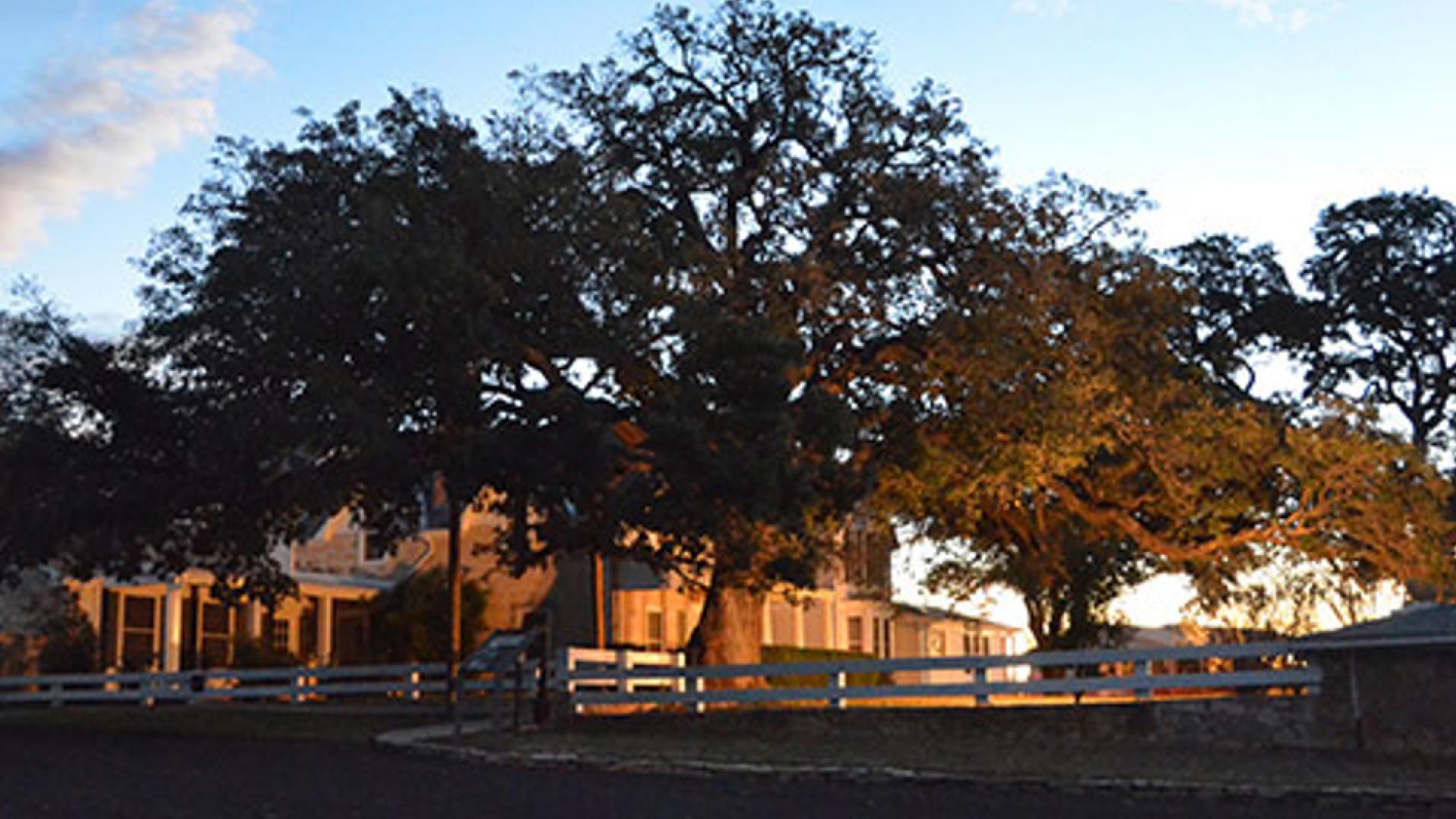 Lyndon B. Johnson National Historical Park Prepares for the Texas White ...