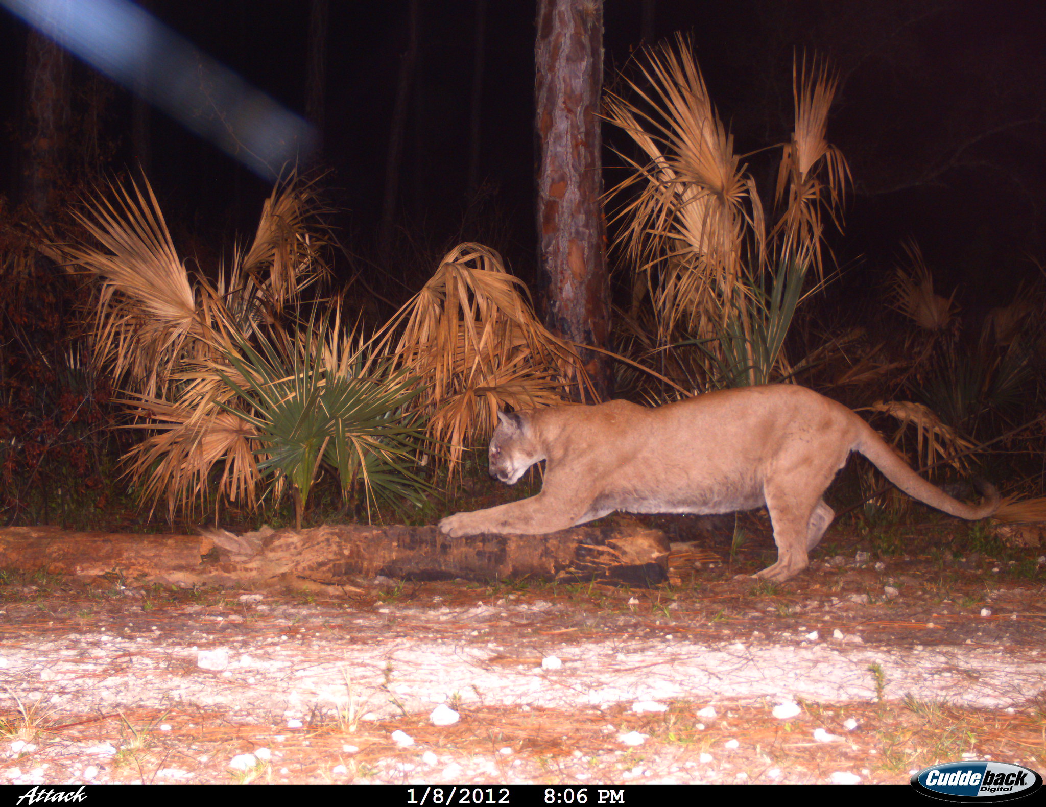 From Wild Cats to Adventure Felines | U.S. Department of the Interior
