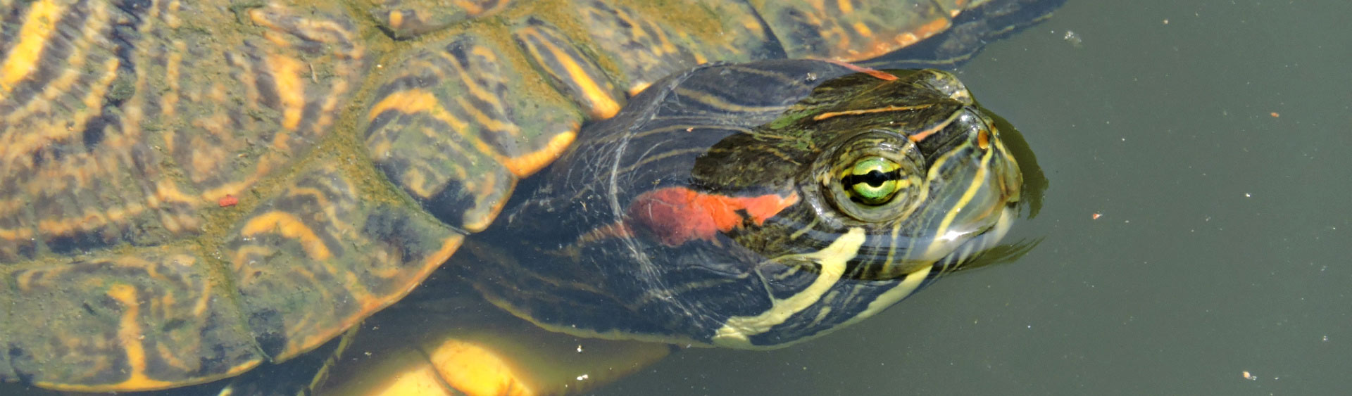 National Invasive Species Council | U.S. Department of the Interior