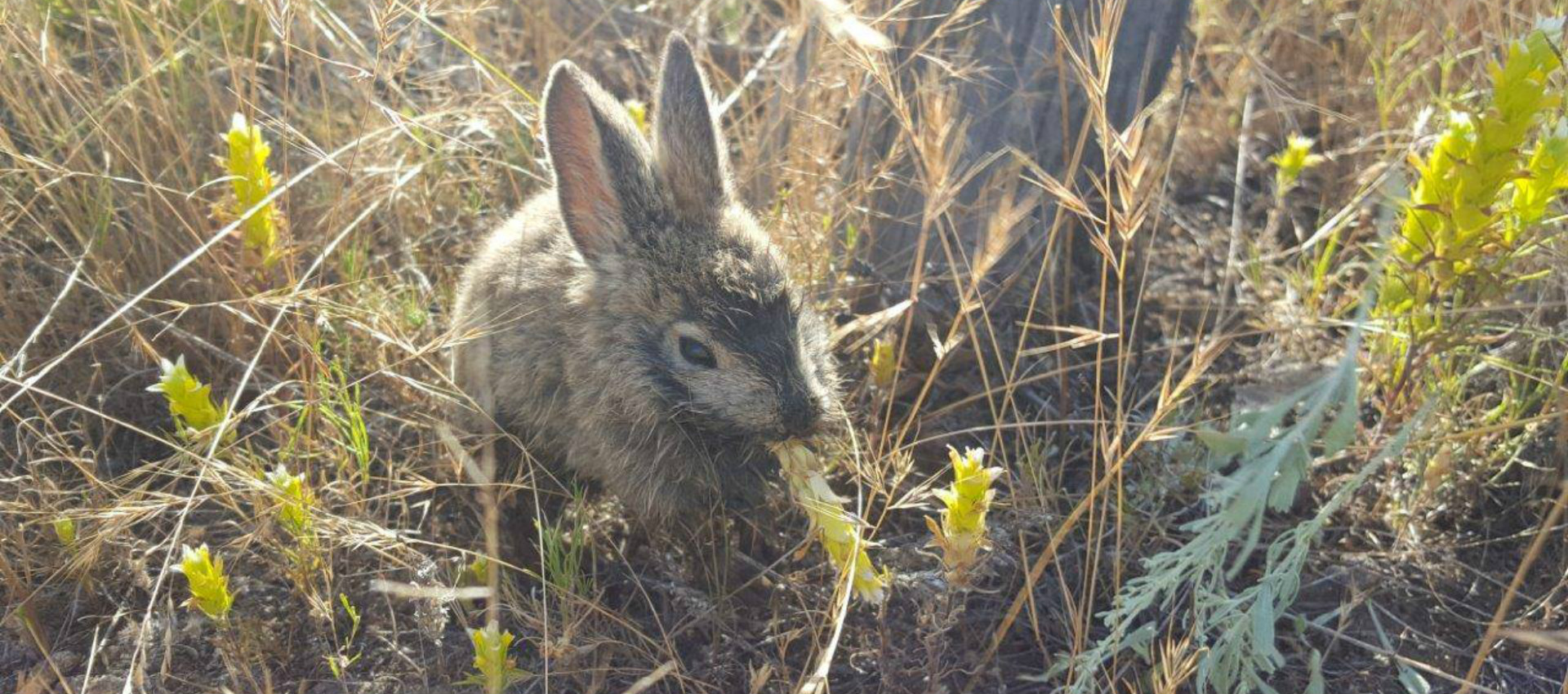 BLM Firefighters Rescue Endangered Pygmy Rabbits from Wildfire | U.S ...