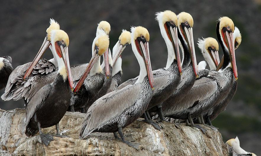 8 years of amazing #WildlifeWin stories | U.S. Department of the Interior