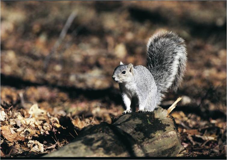 Delmarva Fox Squirrel Distribution Map