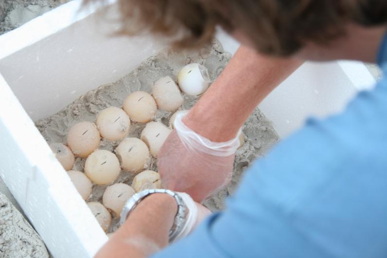 FWS and NPS Relocate Sea Turtle Nests | U.S. Department of the Interior