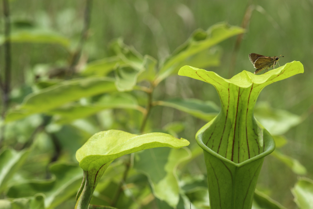 Department of the Interior Says Don't Forget to Celebrate Plants on ...