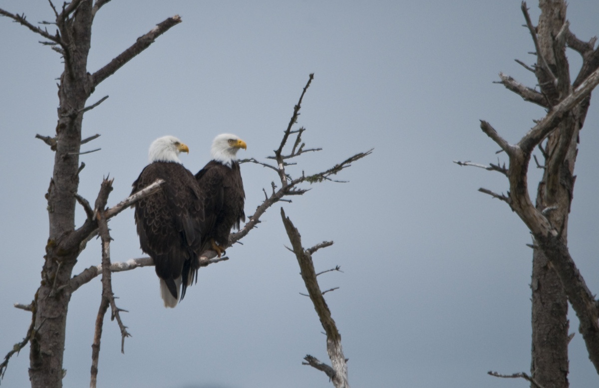 Photos of Affectionate Animals for Valentine’s Day