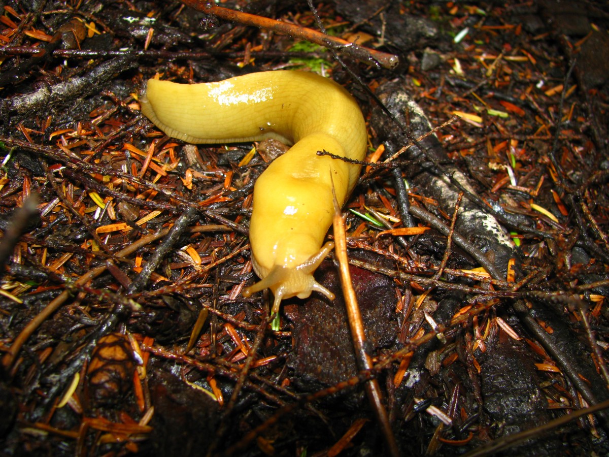 Yellow Banana Slug