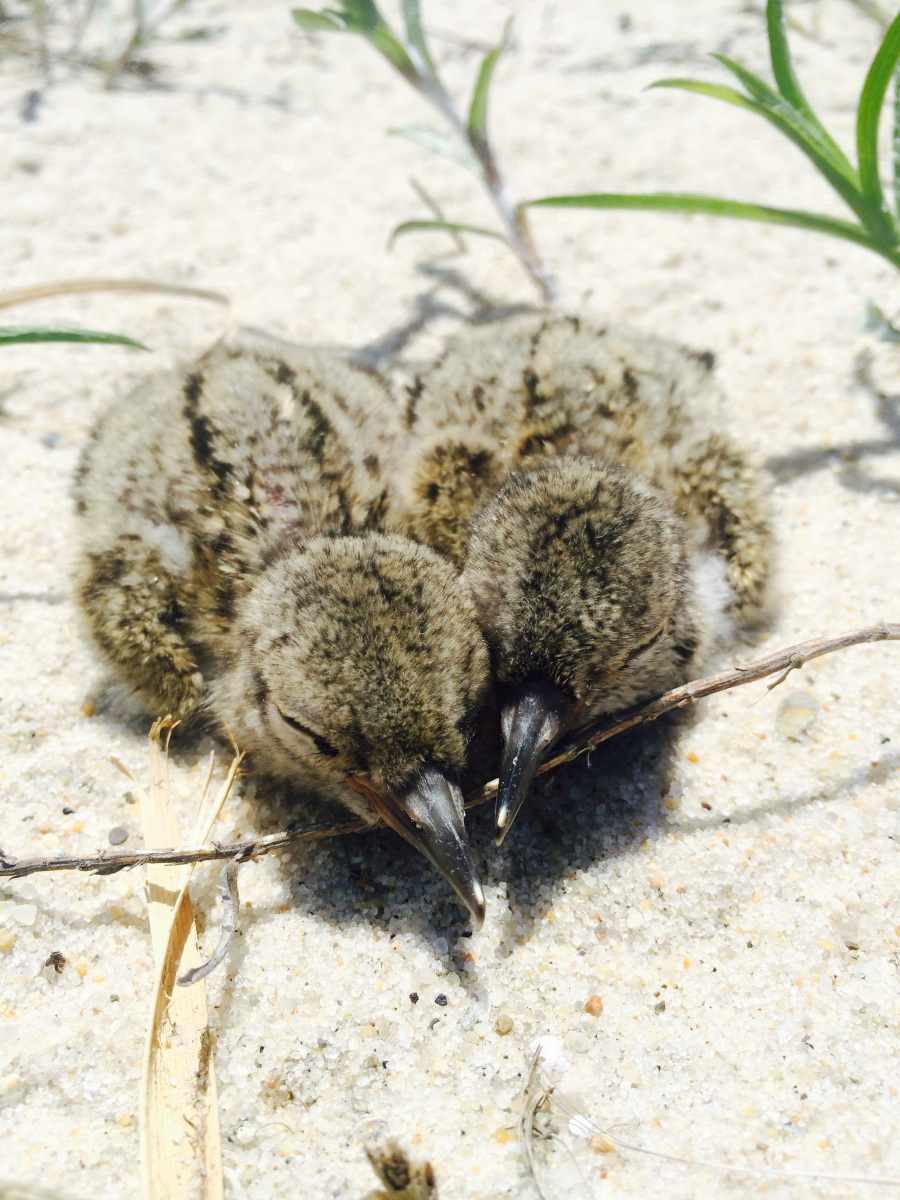 With USDA partners, we're helping shorebirds in Florida | U.S ...